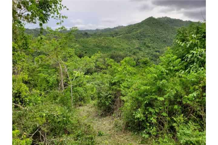 Rio Hondo Puerto Rico, Venta Bienes Raíces Comerío Puerto Rico, Real ...