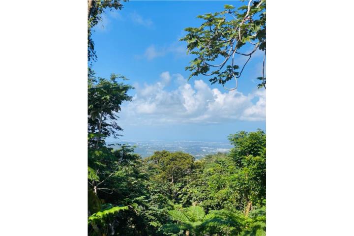 Las Magas Puerto Rico, Venta Bienes Raíces Canóvanas Puerto Rico, Real ...