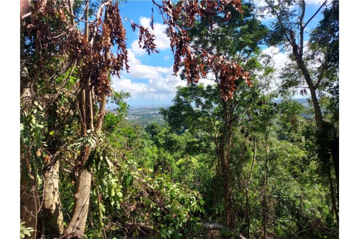 Santa Rosa Puerto Rico, Venta Bienes Raíces Guaynabo Puerto Rico, Real ...
