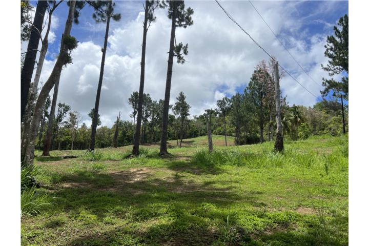 Guavate Puerto Rico, Venta Bienes Raíces Cayey Puerto Rico, Real Estate ...