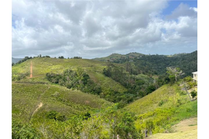 Palo Hincado Puerto Rico, Venta Bienes Raíces Barranquitas Puerto Rico ...