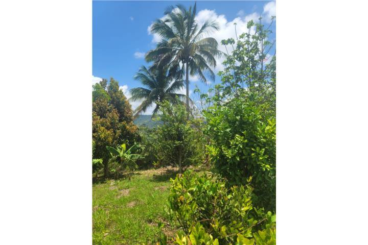 Naranjo Puerto Rico, Venta Bienes Raíces Comerío Puerto Rico, Real ...