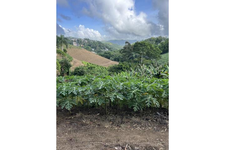 Cidra Puerto Rico, Venta Bienes Raíces Cidra Puerto Rico, Real Estate ...