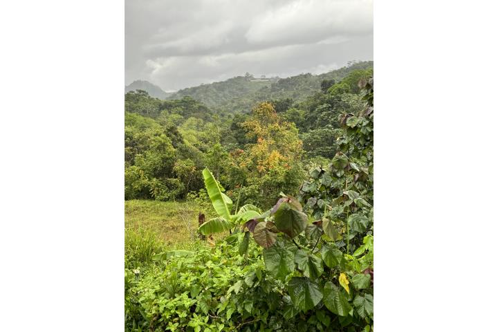 Robles Puerto Rico, Venta Bienes Raíces Aibonito Puerto Rico, Real ...