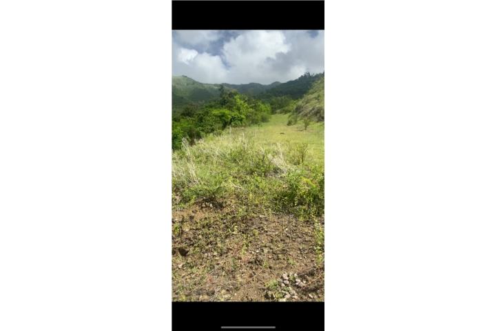 Parcelas Vazquez Puerto Rico, Venta Bienes Raíces Salinas Puerto Rico ...