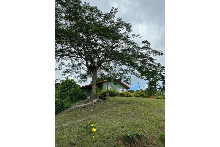 Robles Puerto Rico, Venta Bienes Raíces Aibonito Puerto Rico, Real ...