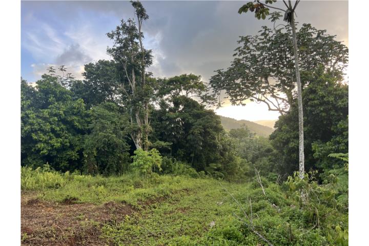 Barrio-Naranjo, Comerío Puerto Rico