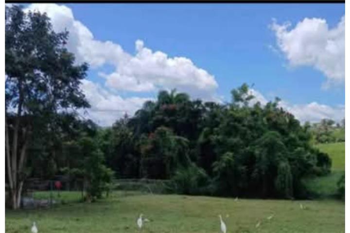 Robles Puerto Rico, Venta Bienes Raíces San Sebastián Puerto Rico, Real ...