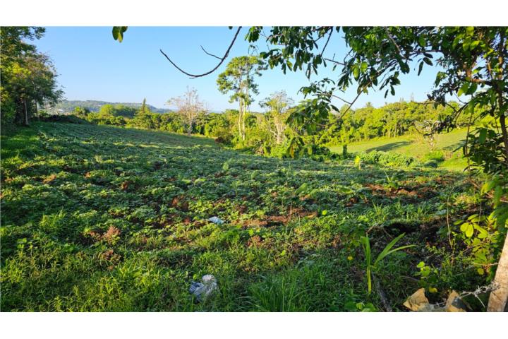 Robles Puerto Rico, Venta Bienes Raíces San Sebastián Puerto Rico, Real ...