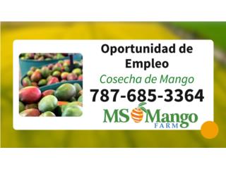 Cosecha de Mango - NO se requiere estudios Puerto Rico MS Mango Farm ...