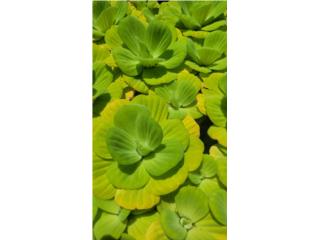 LECHUGA DE AGUA Puerto Rico