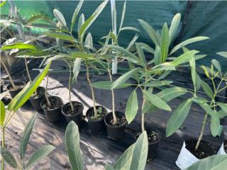 Roble plateado (flores amarillas) Puerto Rico