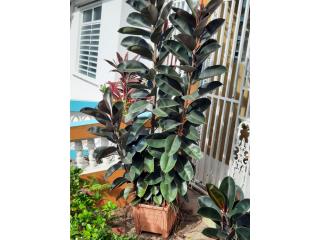 Se vende hermoso ficus Puerto Rico