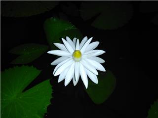 Lirio de Agua (water lily) Puerto Rico