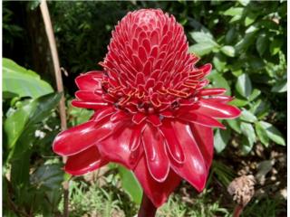 RED TORCH GINGER ETLINGERA LIVE RHIZOME T Puerto Rico