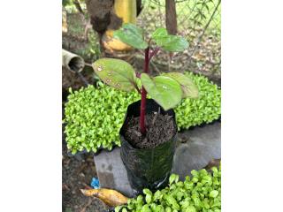 Espinaca roja Puerto Rico