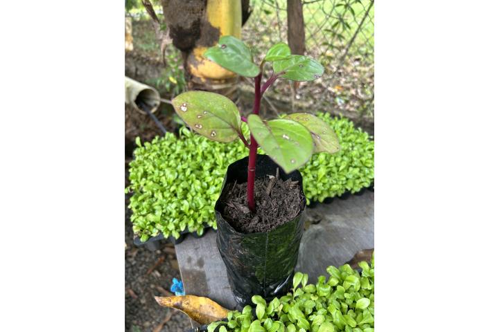 Espinaca roja Puerto Rico