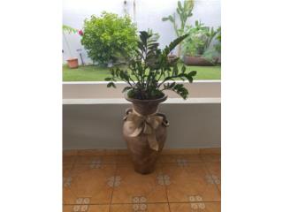 Planta Eternity Puerto Rico