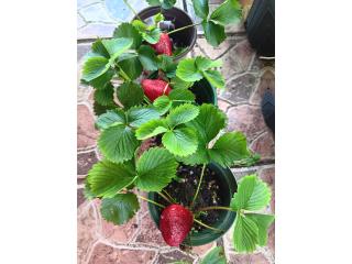 Plantas de Fresa (strawberry) $5 Puerto Rico