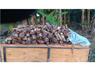 Semillas de Platano Maricongo Puerto Rico