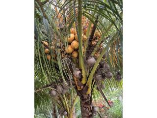 Palmas coco filipinos Puerto Rico