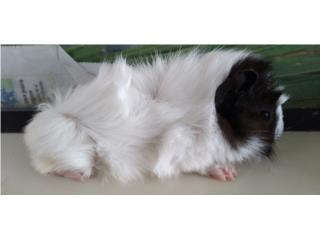 Guimo Macho abisinio Puerto Rico