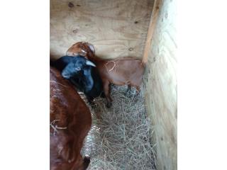 Otros/Others Puerto Rico, ClasificadosOnline.com