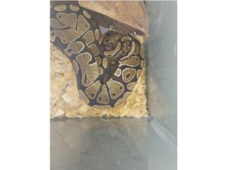 Reptiles Puerto Rico, ClasificadosOnline.com