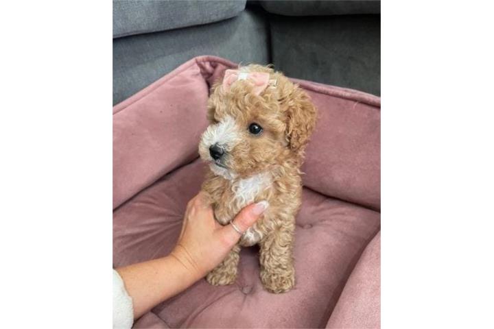 Goldendoodle Puro Mini Puerto Rico