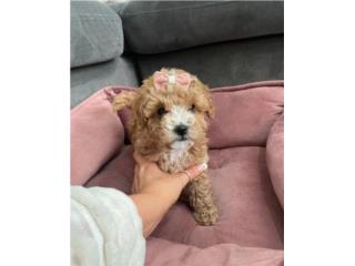 Goldendoodle Puro Mini Puerto Rico