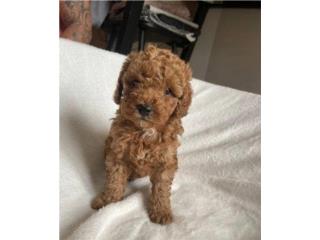 Goldendoodle Puro mini Puerto Rico
