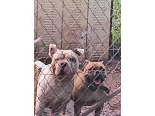 American Bully con Papeles Puerto Rico