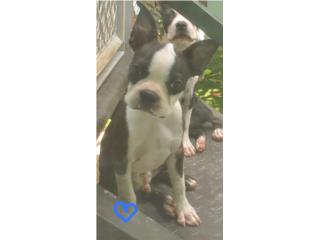 Boston Terrier Puerto Rico