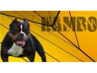 American bully busco novia Puerto Rico