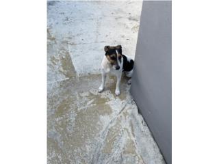 Jack Russell Terrier Puerto Rico