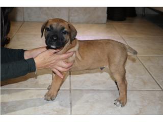 South African Mastiff Puerto Rico