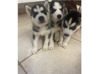 Siberian Husky PERRAS Puerto Rico