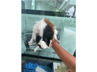 Guimo / Guinea Pig Puerto Rico