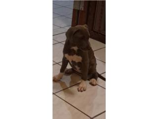 Perrita pitbull blue Puerto Rico