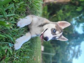 Siberian husky hermosa ojos azules Puerto Rico