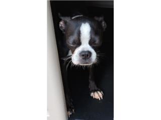 Boston Terrier Puerto Rico