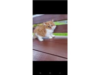 Hermoso gatito persa Puerto Rico