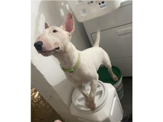 Bull Terrier Adopcion Puerto Rico