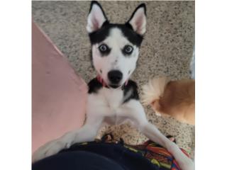 Se regala husky Puerto Rico