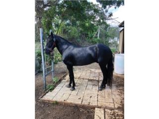 Caballo Negro Puerto Rico