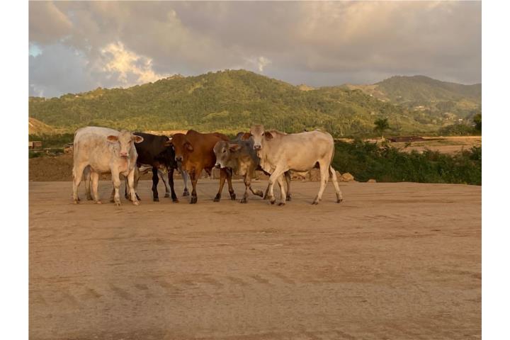 Novillos excelente Calidad Puerto Rico