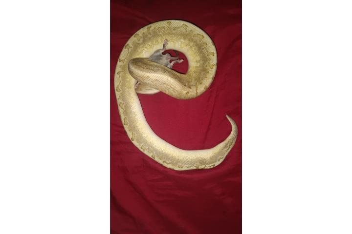 Ball Python Bamboo Pinstripe het clown 1.0 Puerto Rico