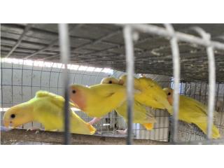Lovebirds opalinos amarillos Puerto Rico