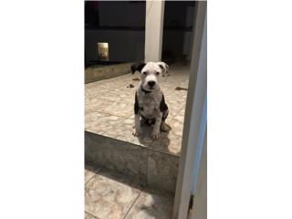 Pitbull Puerto Rico