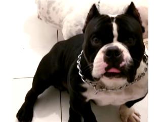 American bully Mini Puerto Rico